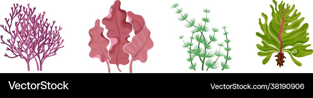 Seaweed underwater flora collection natural Vector Image