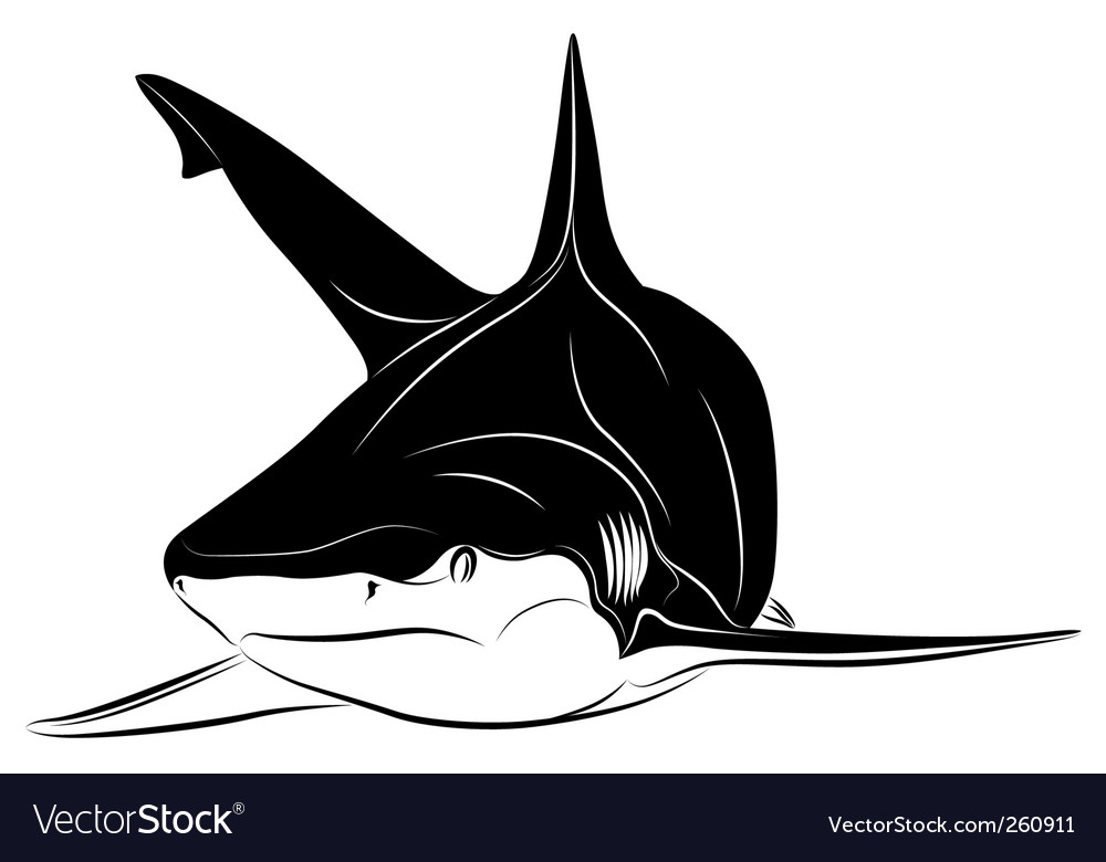 Shark Royalty Free Vector Image - VectorStock