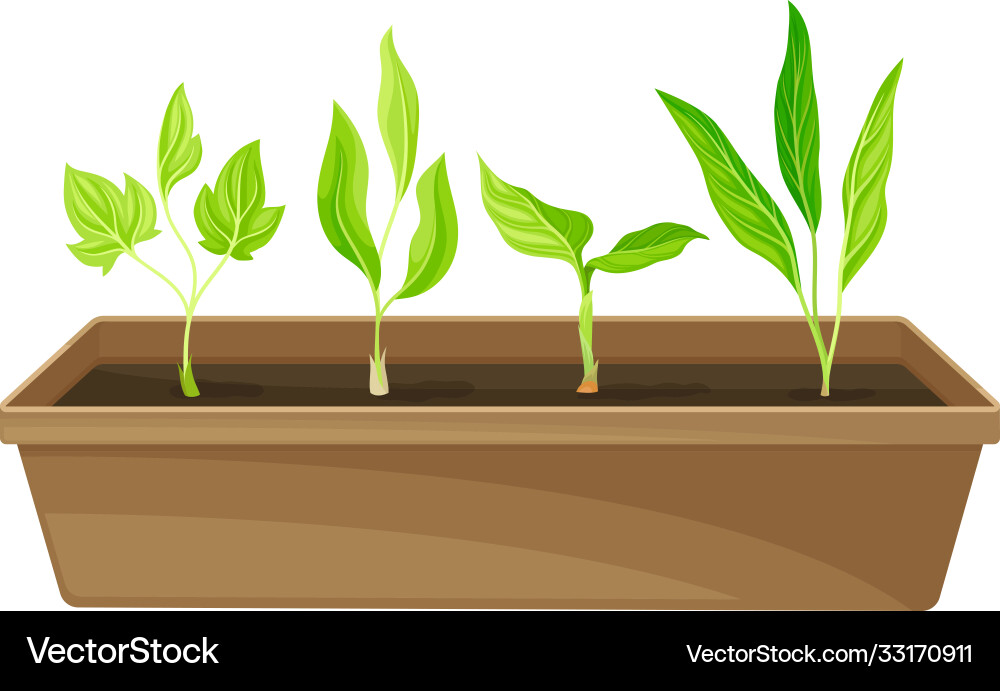 Transplant seedlings or young plants growing Vector Image