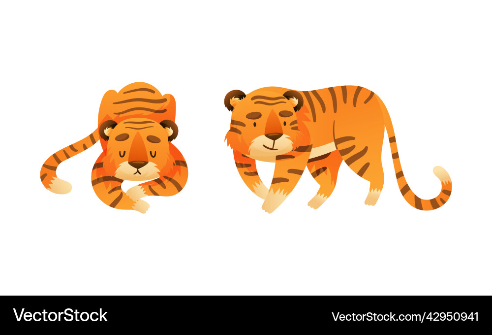 Cute tigers set wild jungle predator animal Vector Image