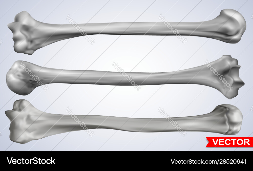 Detailed graphic photorealistic human bones set Vector Image