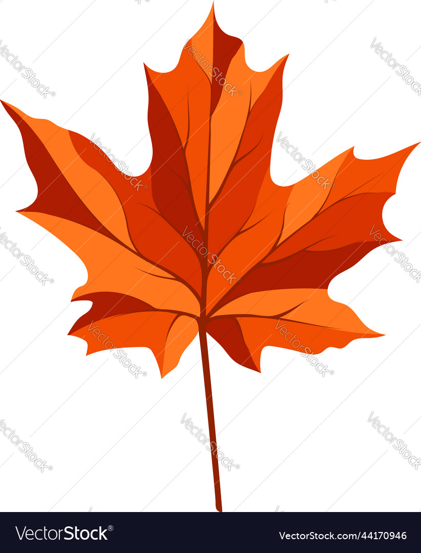 Autumn maple leaf Royalty Free Vector Image - VectorStock