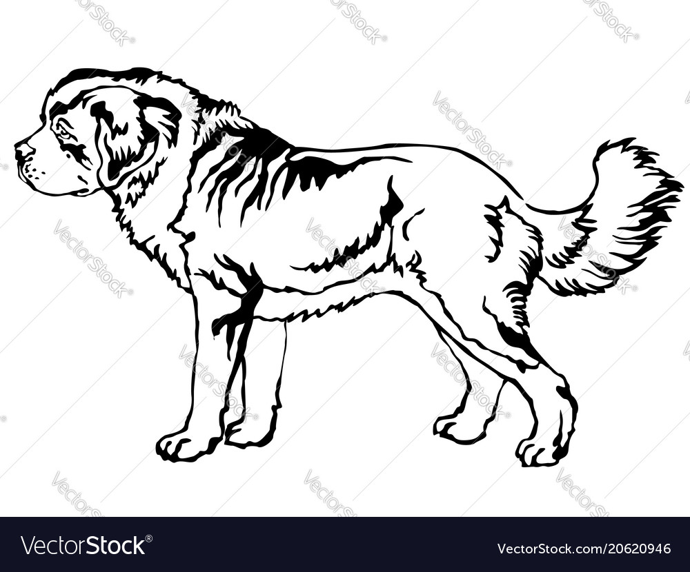 Decorative standing portrait of st bernard dog Vector Image