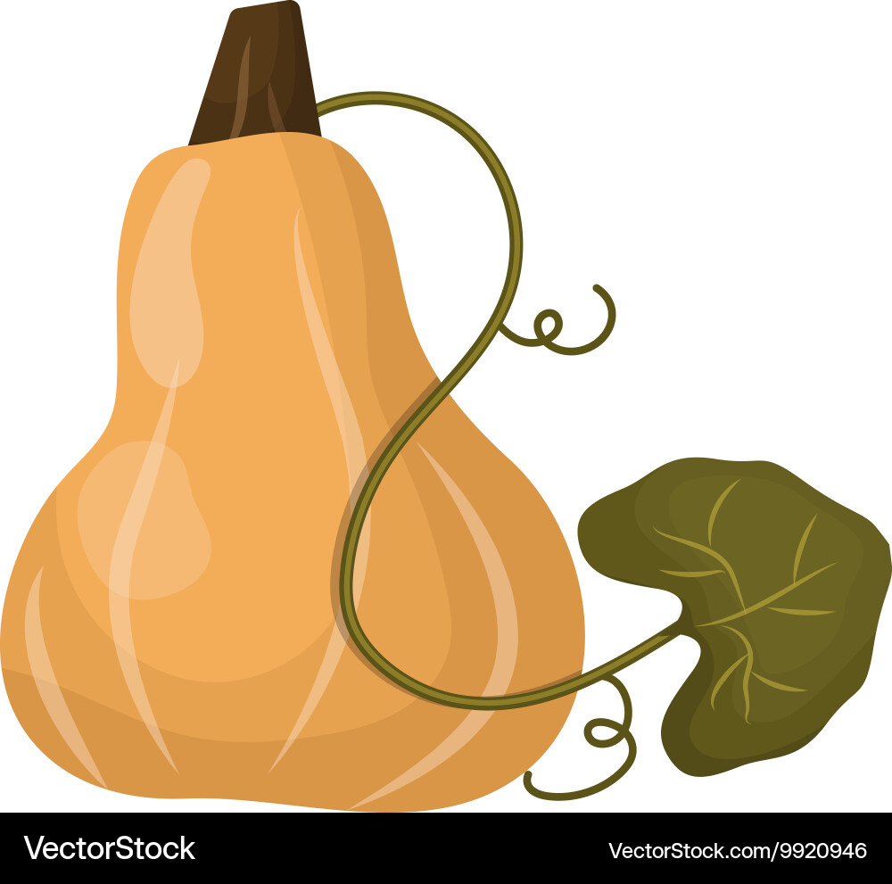 Pumpkin isolated Royalty Free Vector Image - VectorStock