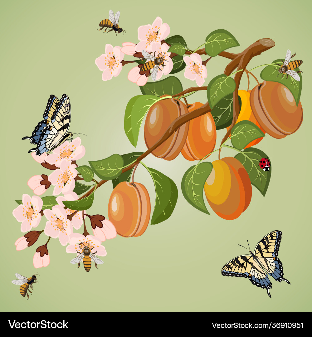 Branch with apricots in a color Royalty Free Vector Image