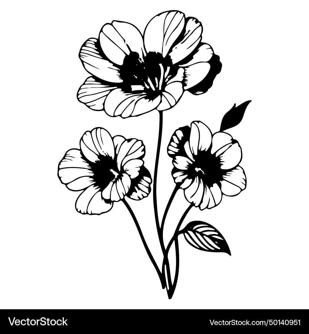 Primrose drawing flower violet sketch hand draw Vector Image