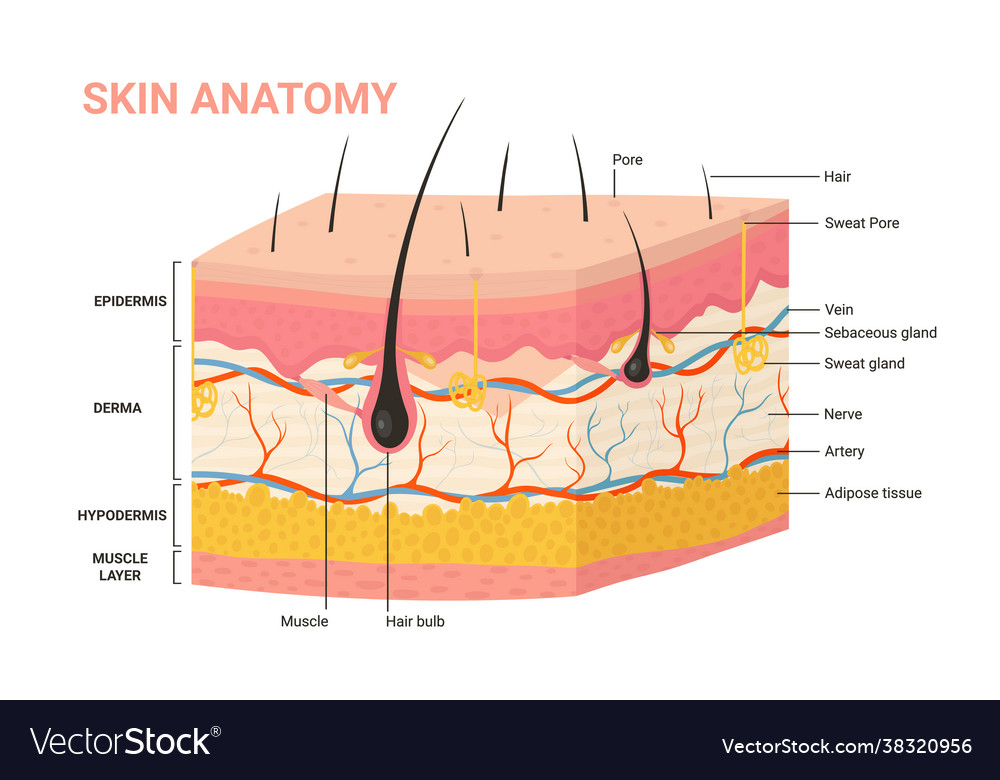 Layers Of Human Skin Labeled