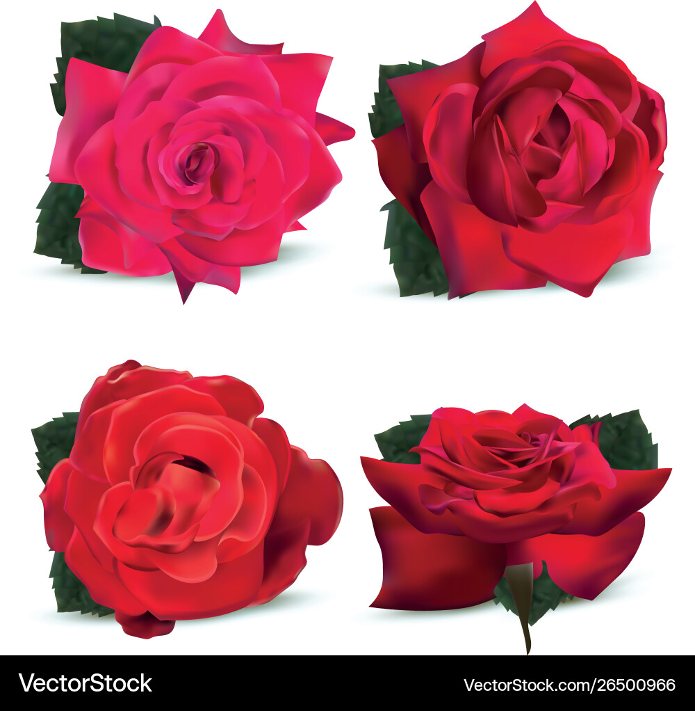 Collection red roses on white background icon Vector Image