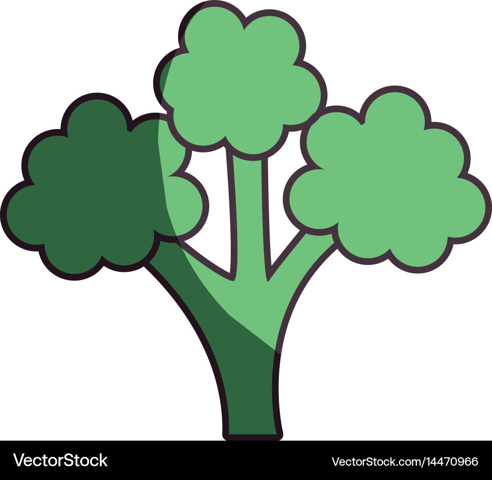 Green delicious broccoli healthy fruit Royalty Free Vector