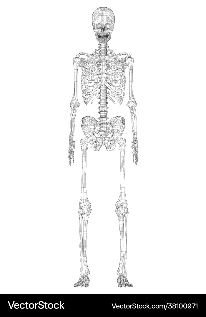 Human skeleton Royalty Free Vector Image - VectorStock
