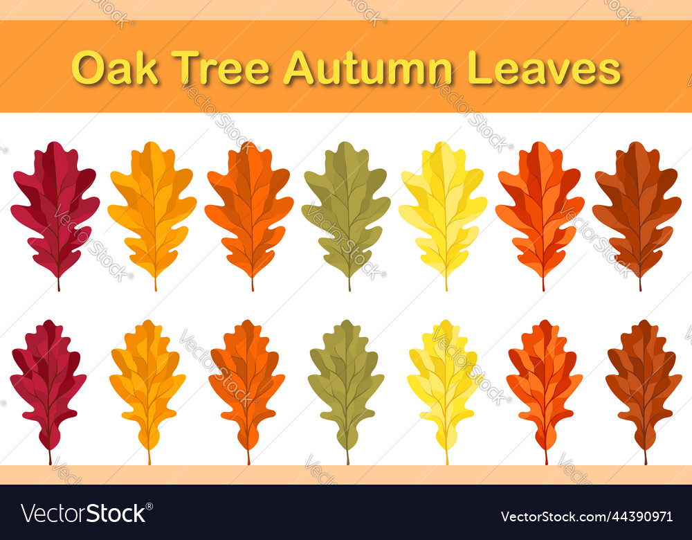 Oak tree rowan leaf set Royalty Free Vector Image