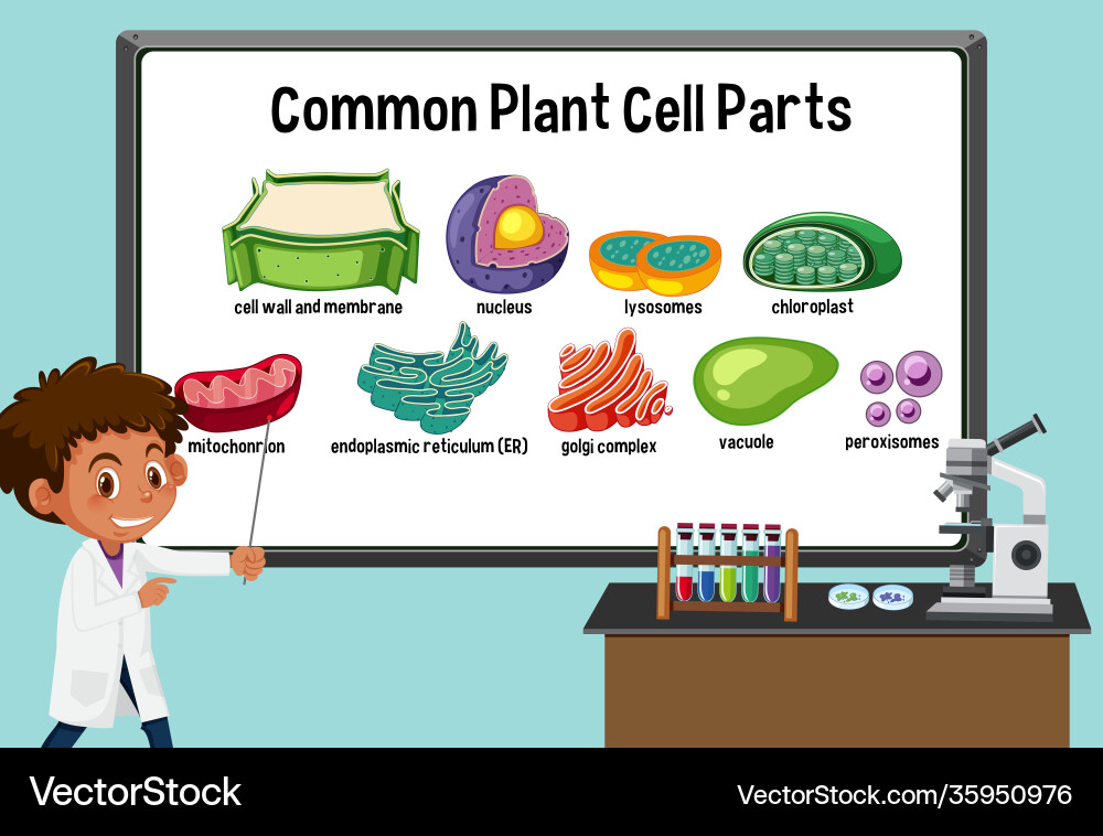 Young scientist explaining common plant cell Vector Image