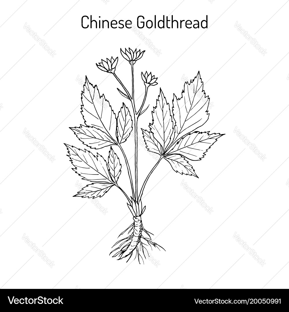 Chinese goldthread coptis chinensis medicinal Vector Image