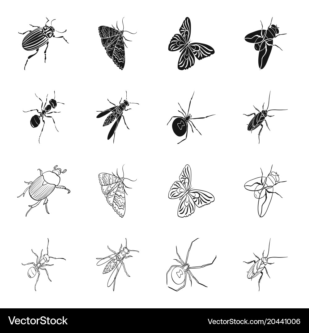 An insect arthropod osa a spider cockroach Vector Image