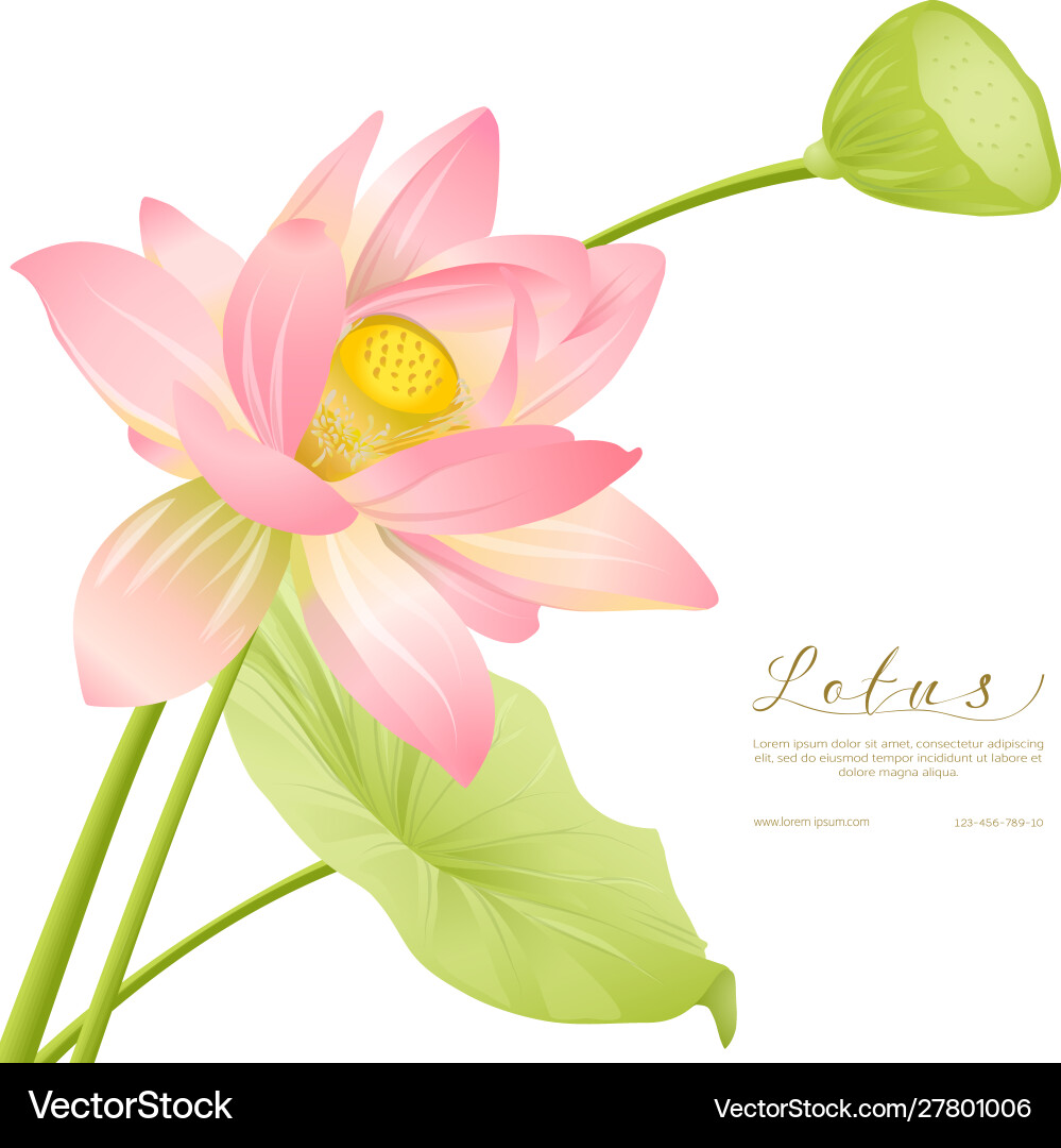 Lotus flowers template for wedding invitation Vector Image