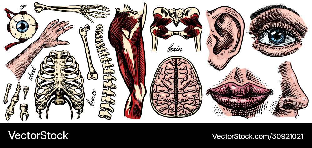 Anatomy human bones and muscles set organ Vector Image