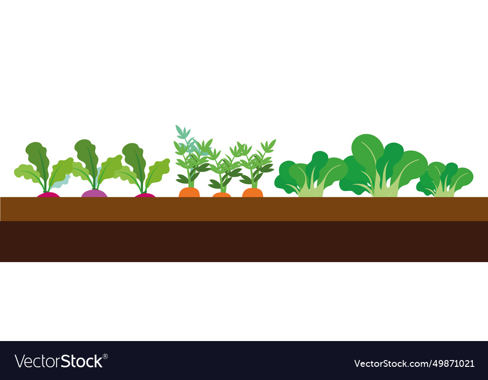Vegetables growing on path Royalty Free Vector Image