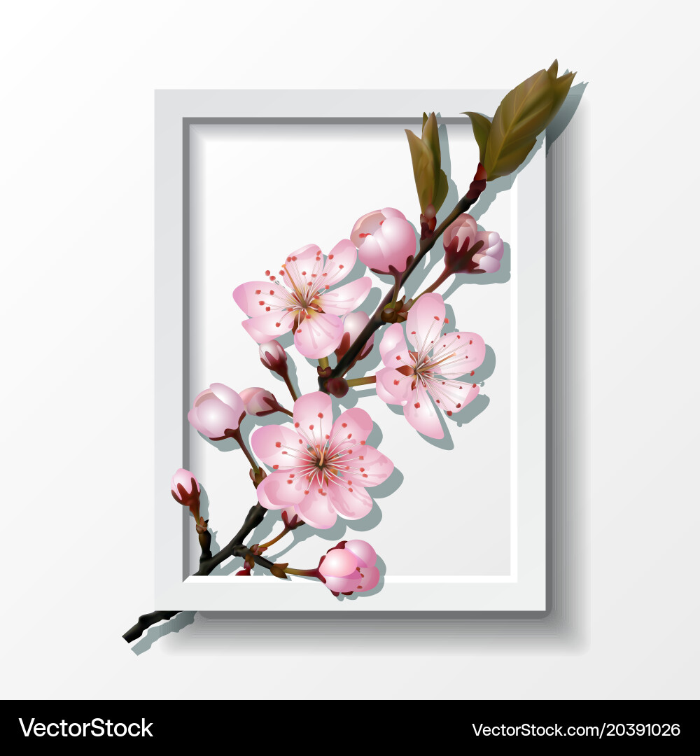 Branch pink sakura cherry flowers in frame Vector Image