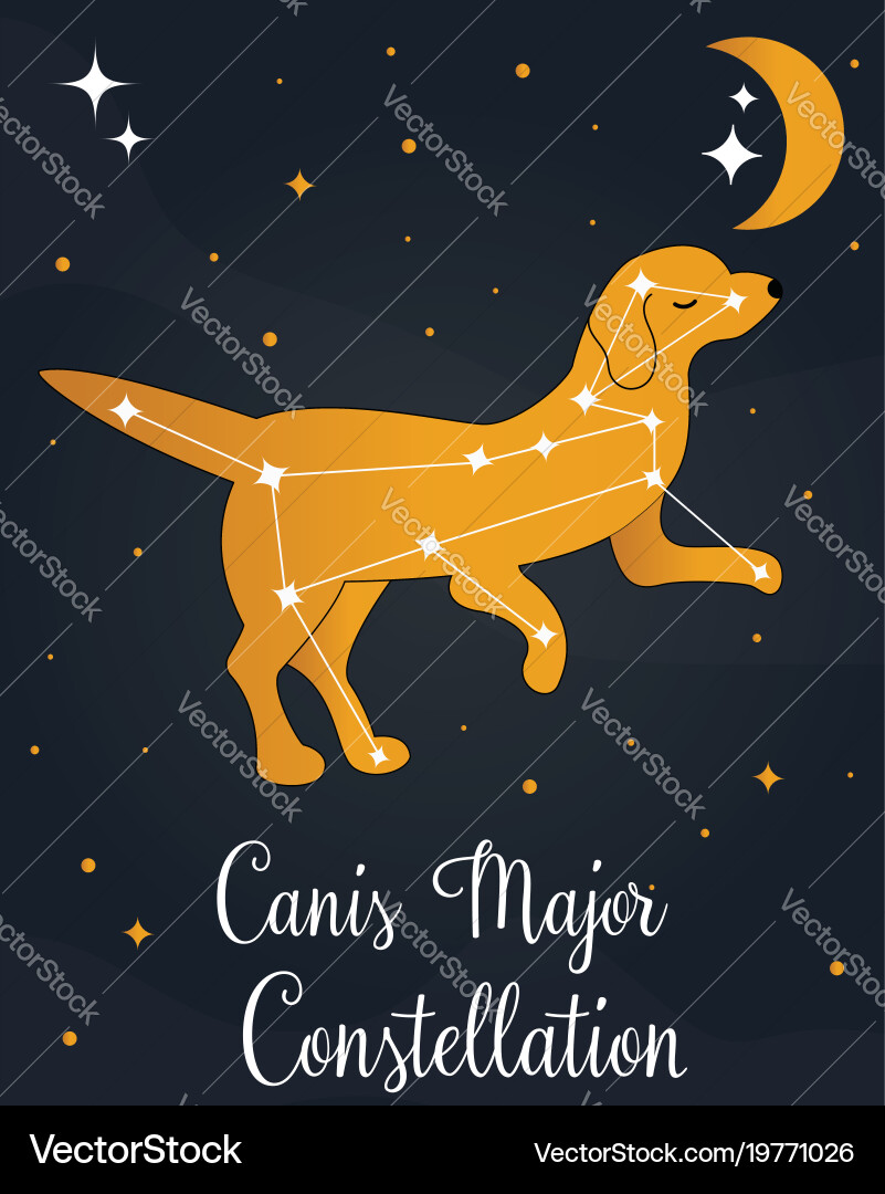 The constellation canis major star in night sky Vector Image