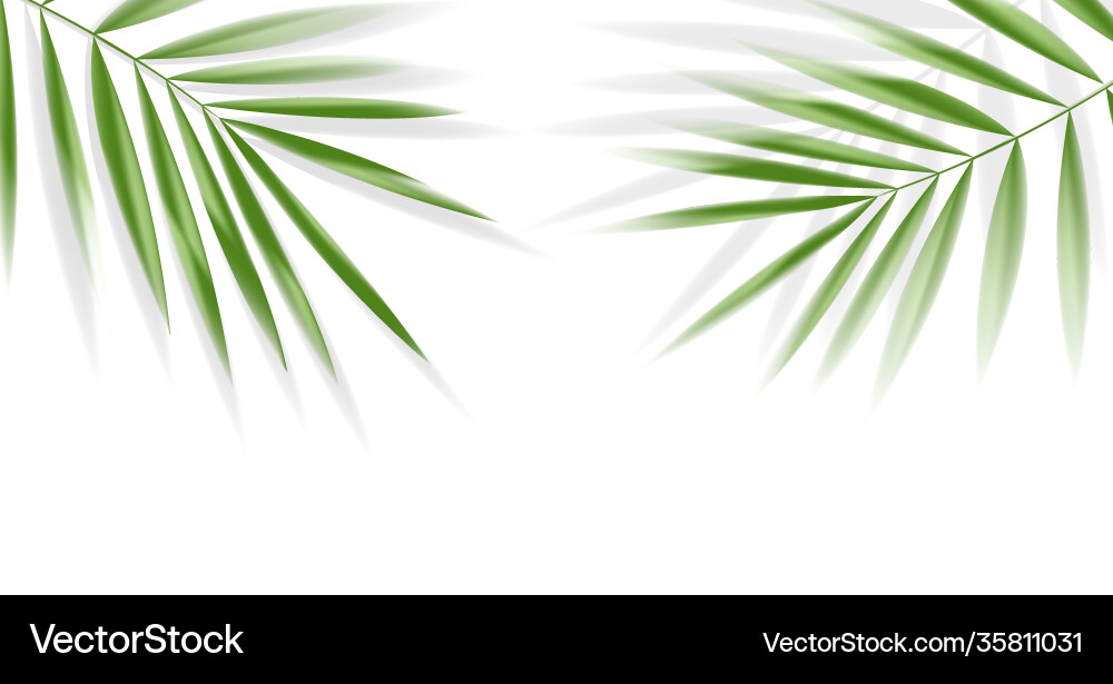 Plam leaves on white background with clipping Vector Image