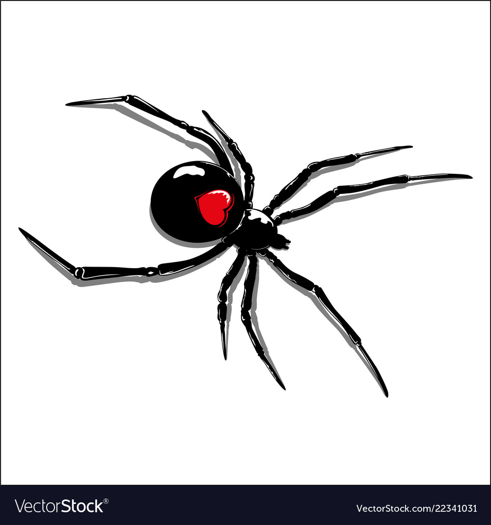 Spider Royalty Free Vector Image - VectorStock
