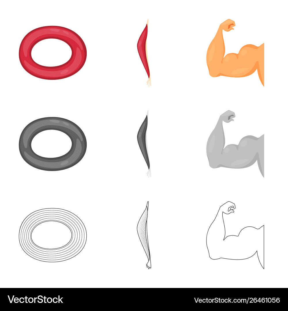 Fiber and muscular symbol Royalty Free Vector Image