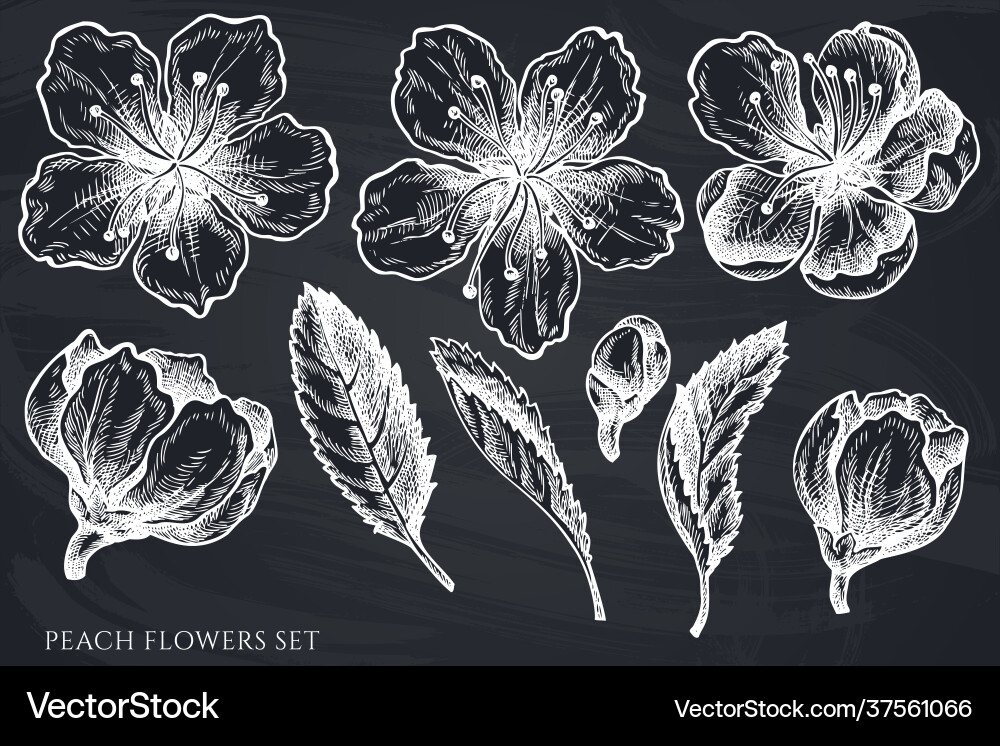 Set hand drawn chalk peach flowers Royalty Free Vector Image