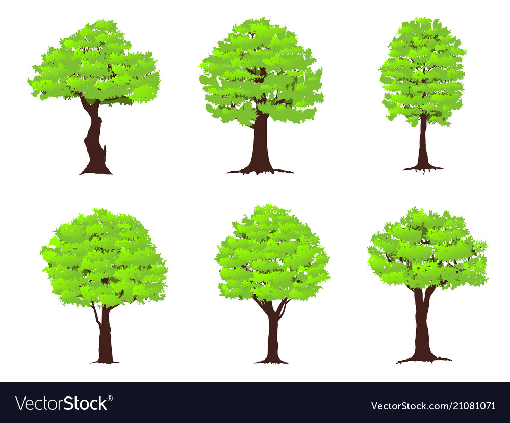 Set of trees Royalty Free Vector Image - VectorStock