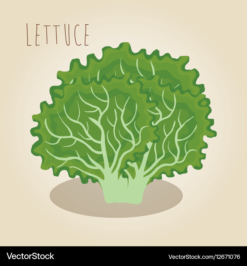 Fresh lettuce vegetarian food Royalty Free Vector Image
