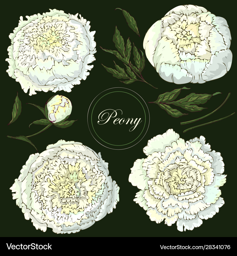 Peonies set isolated white flowers on a dark Vector Image