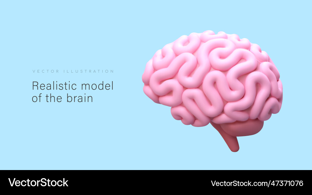 Realistic model of brain outside view 3d pink Vector Image