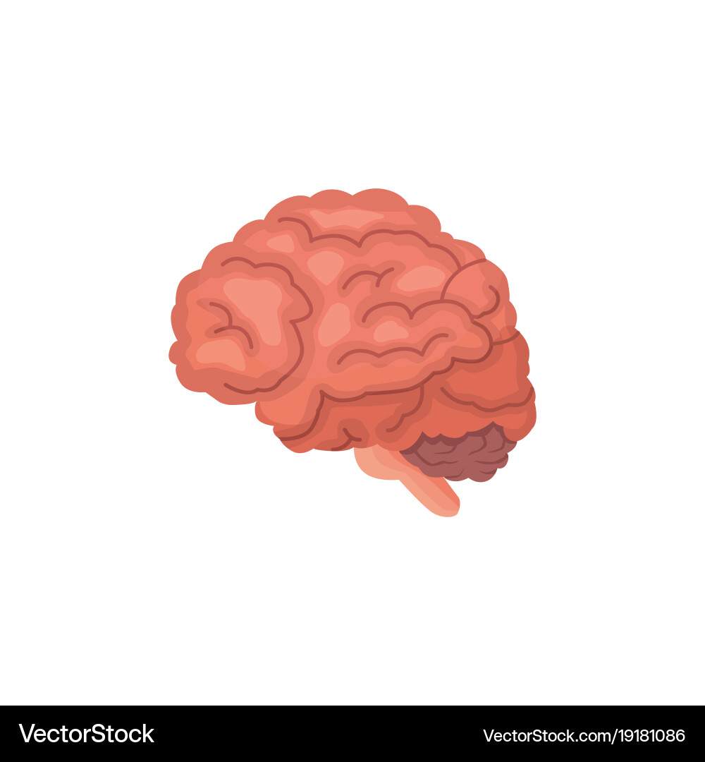Human brain medical cartoon Royalty Free Vector Image