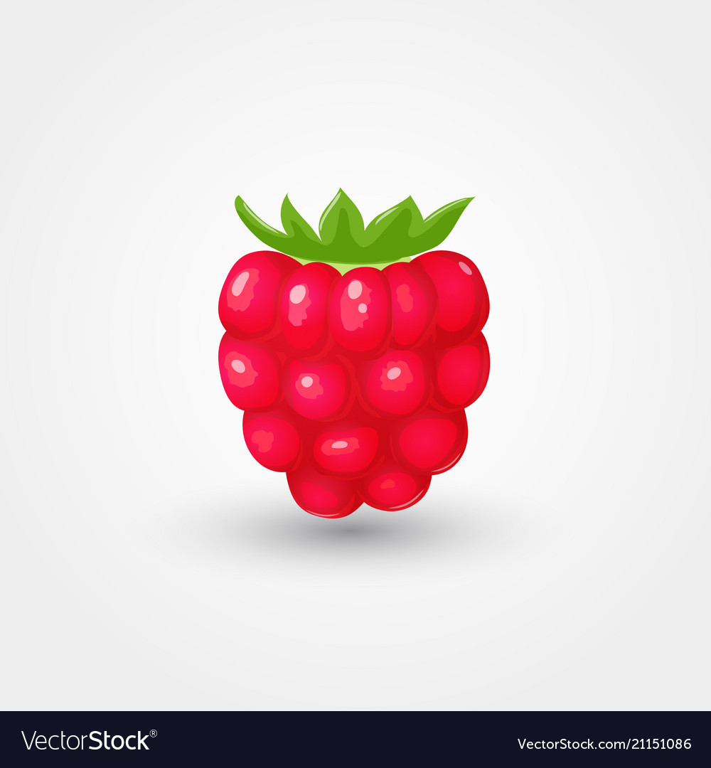 Ripe raspberry Royalty Free Vector Image - VectorStock