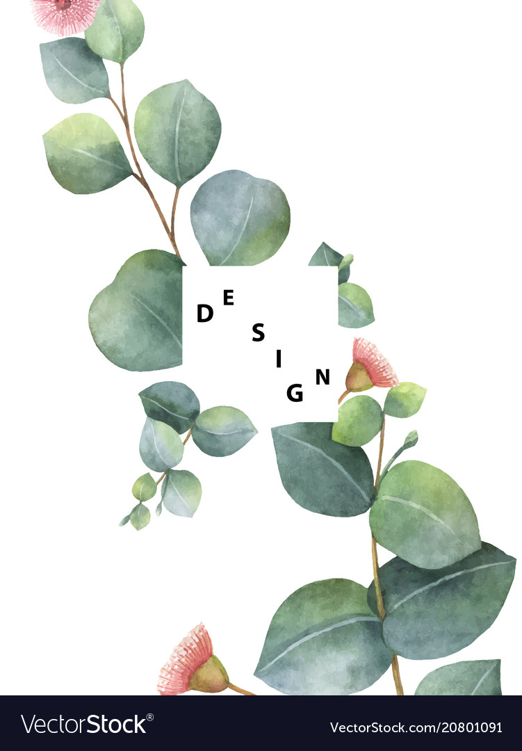 Watercolor template with green eucalyptus Vector Image
