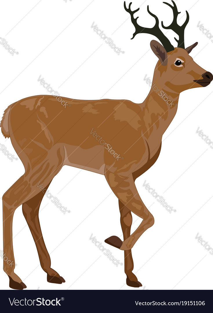 Deer Royalty Free Vector Image - VectorStock