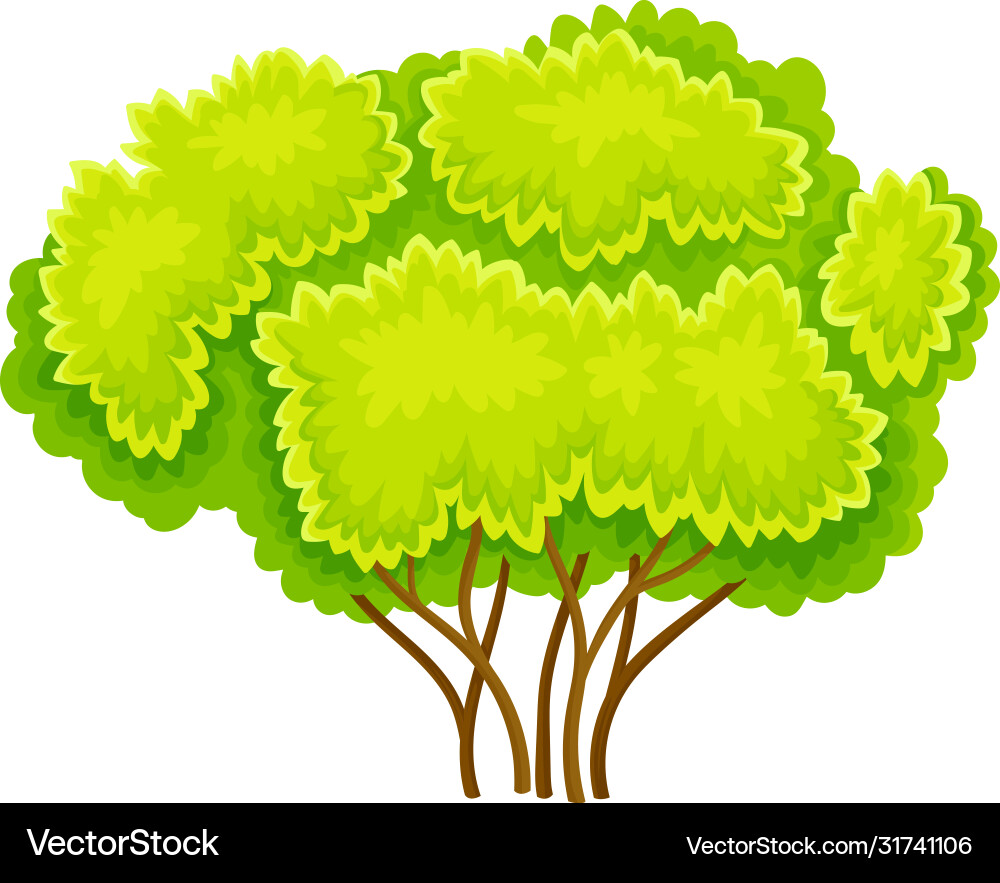 Green bush or shrub with leafy crown as forest Vector Image