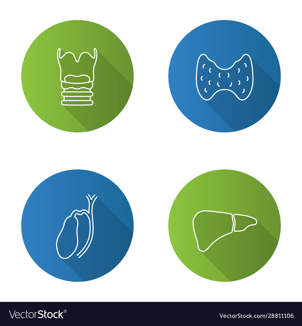 Internal organs flat linear long shadow icons set Vector Image