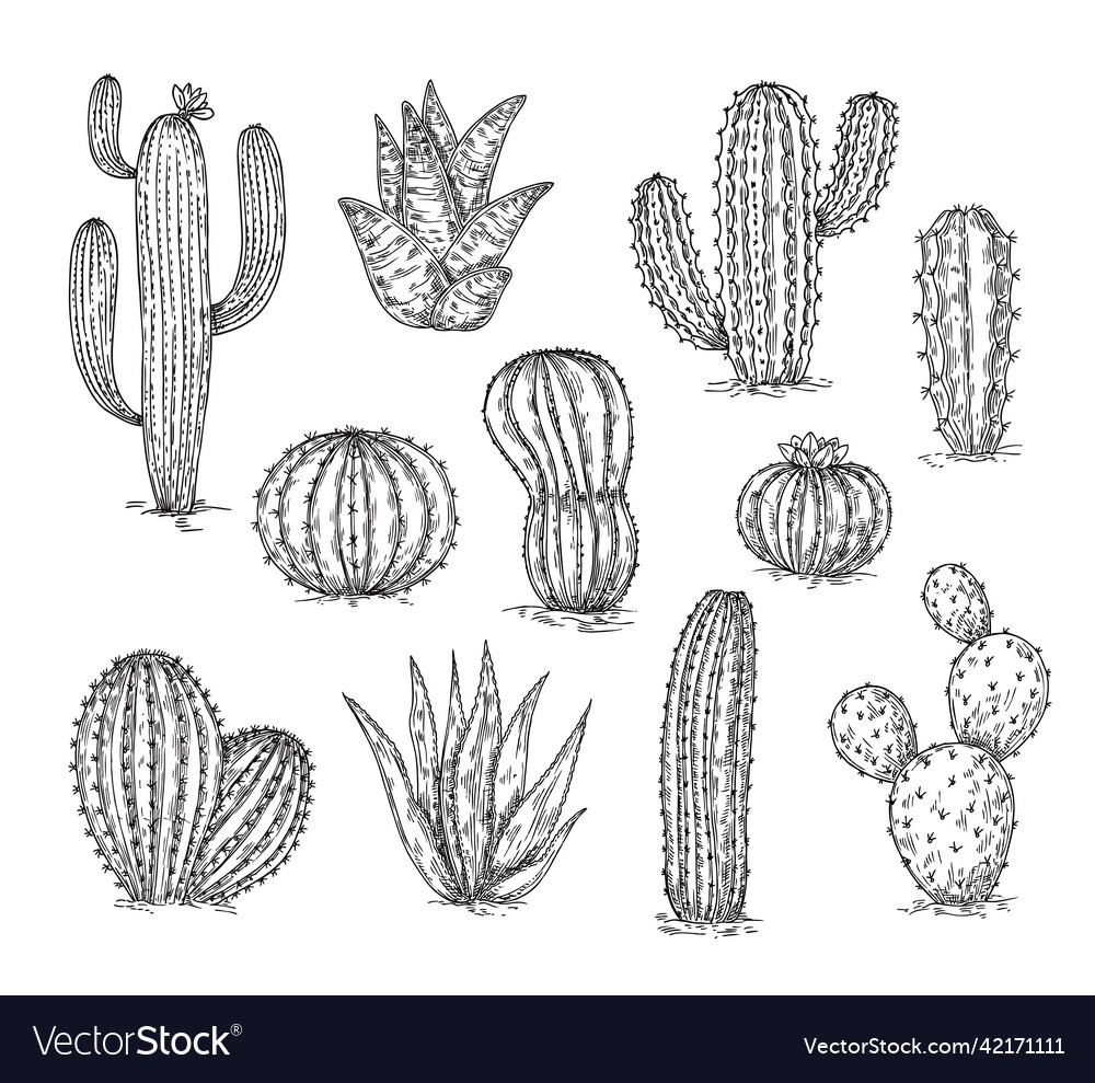 Cactus Illustration Cactus Illustration