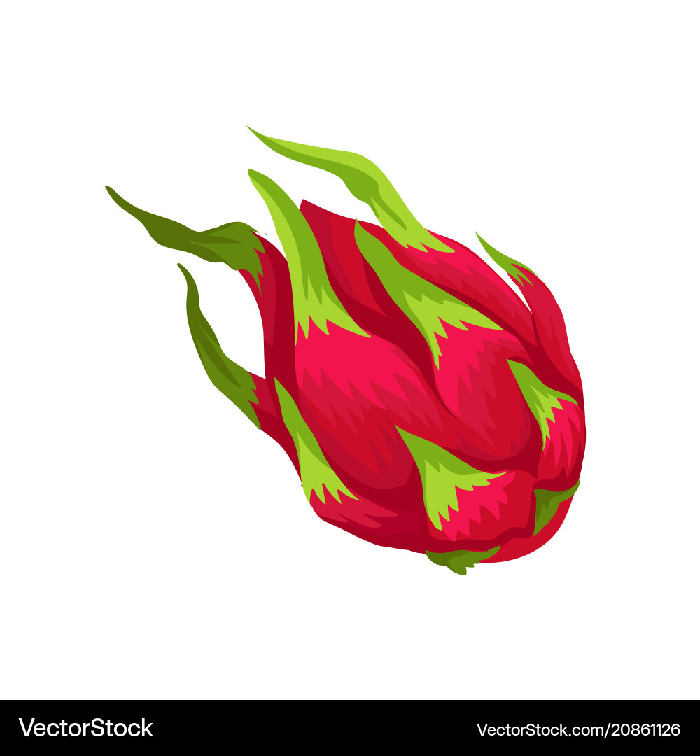 Flat icon whole pitaya exotic and sweet Royalty Free Vector