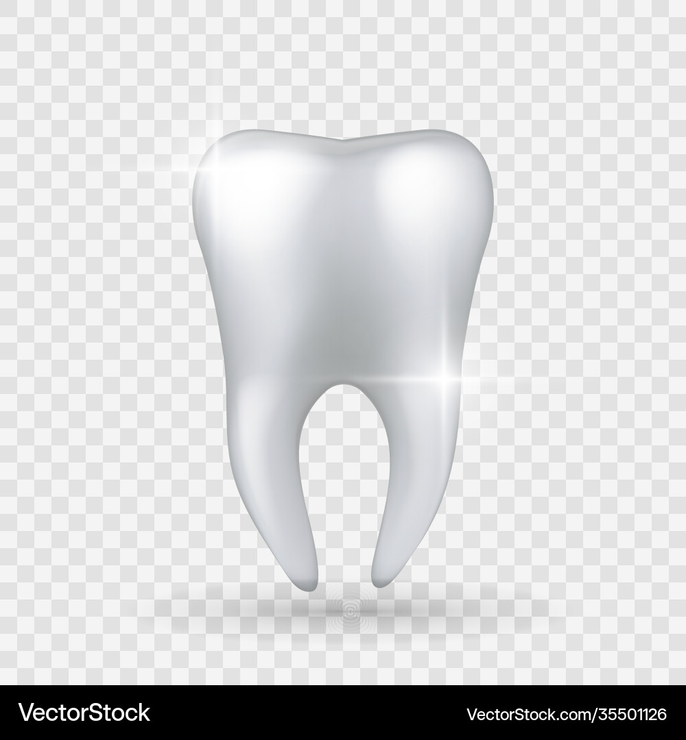 Shiny tooth realistic healthy clear white tooth Vector Image