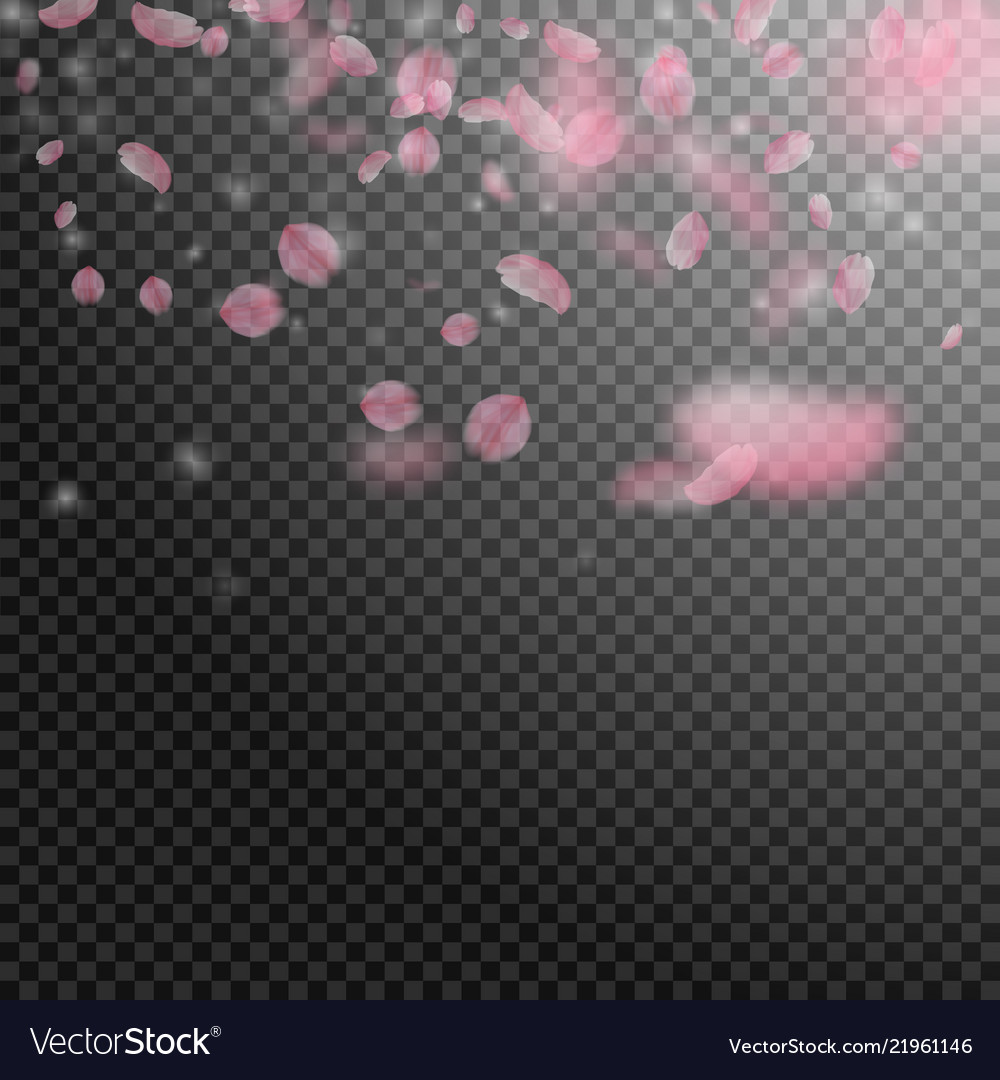 Sakura petals falling down romantic pink Vector Image