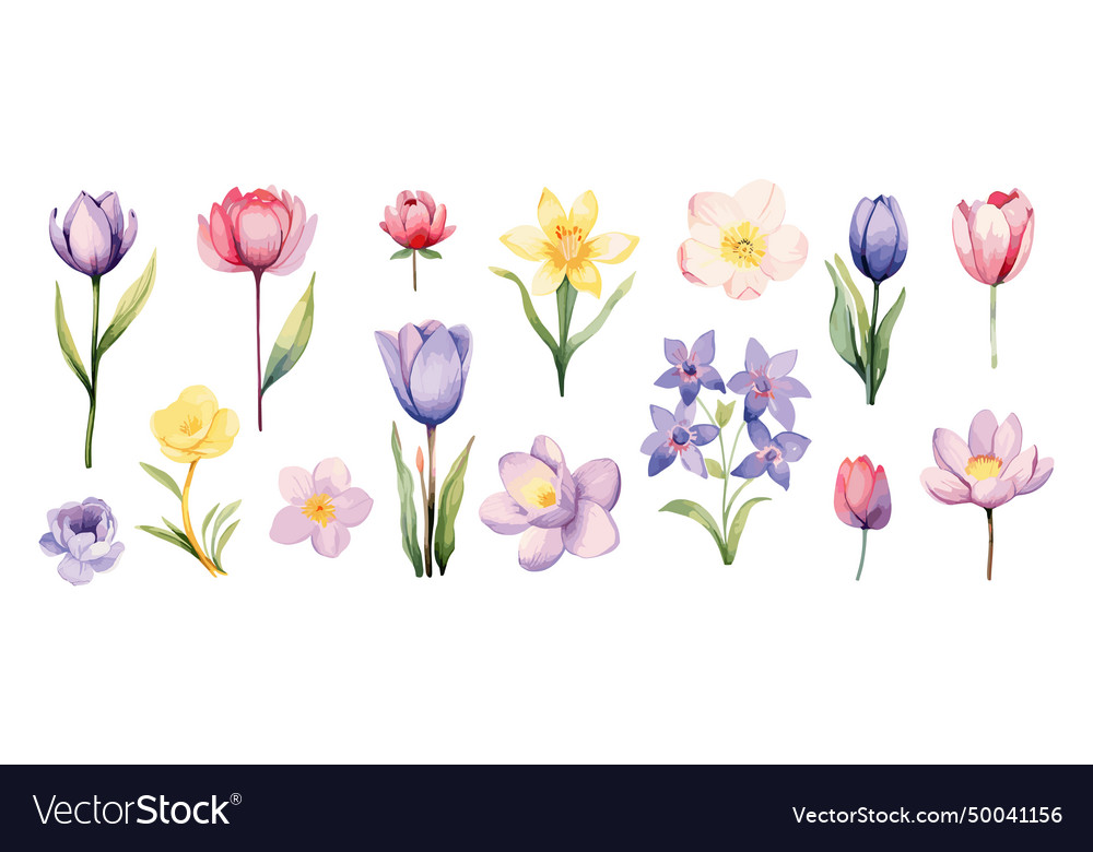 Spring flowers isolated clipart watercolor flower Vector Image