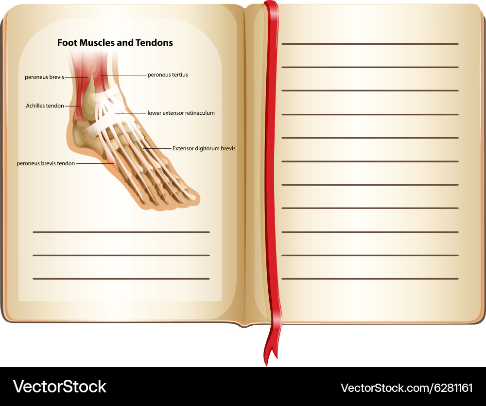 Foot muscles and tendons on page Royalty Free Vector Image