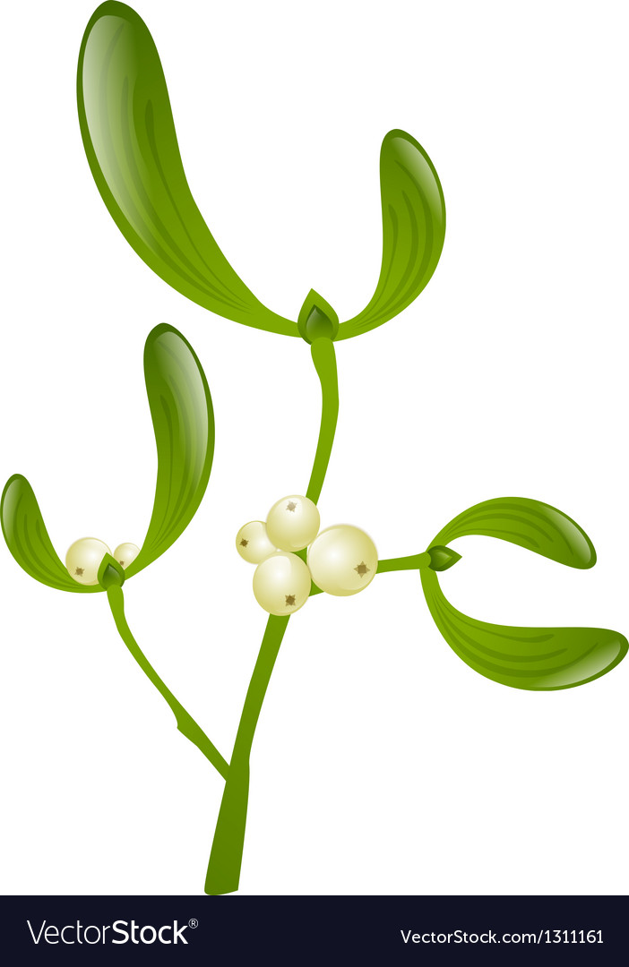 Mistletoe Royalty Free Vector Image - VectorStock