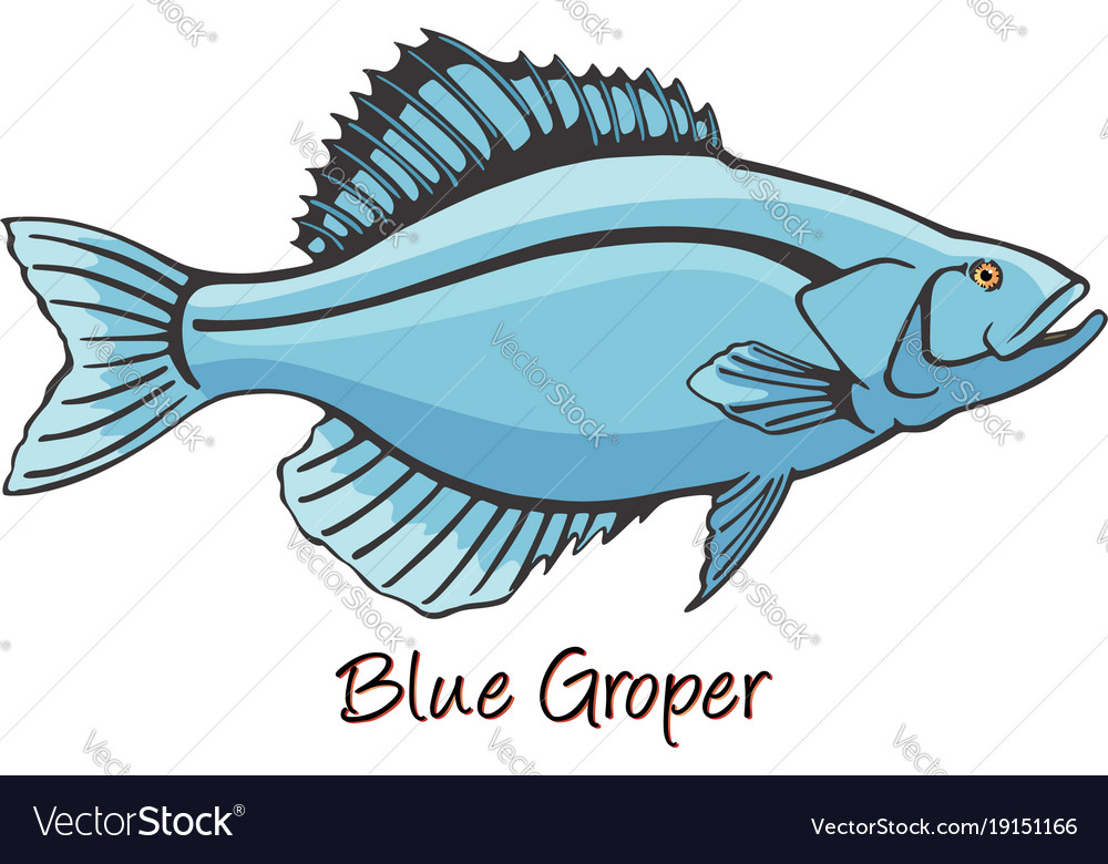 Grouper color Royalty Free Vector Image - VectorStock