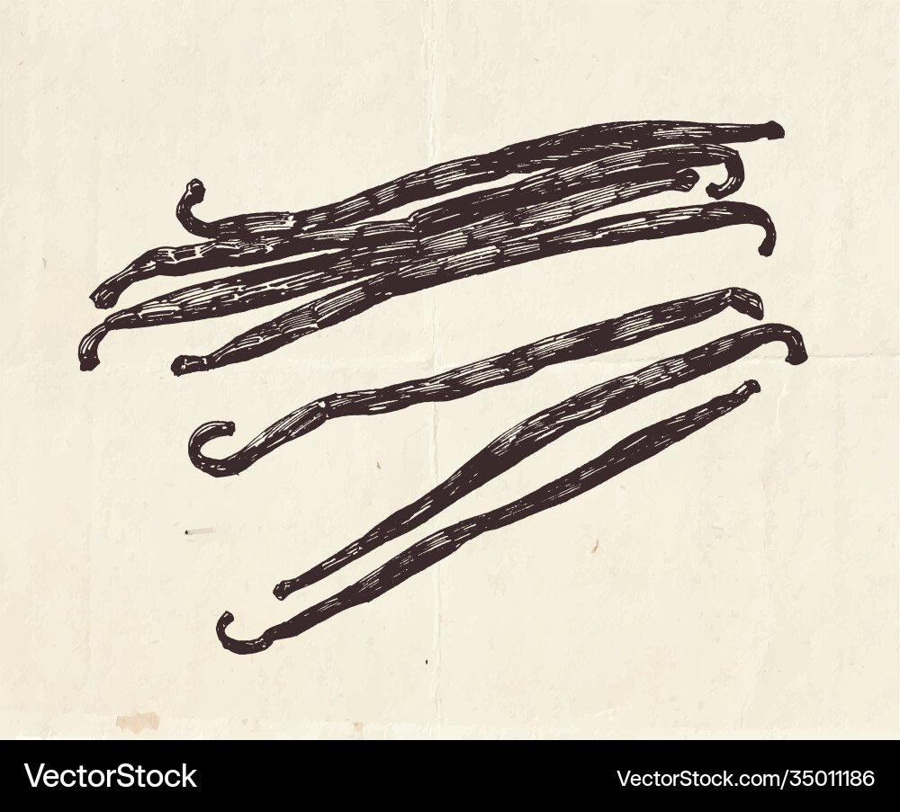 Vanilla pods drawing Royalty Free Vector Image