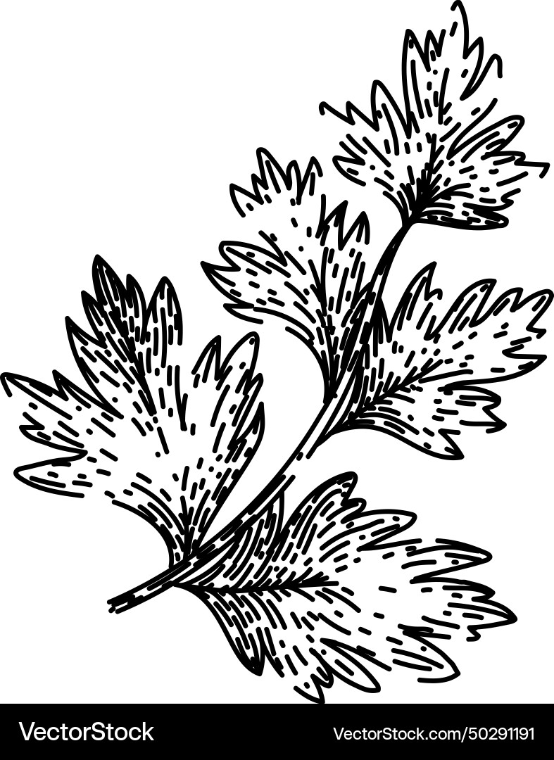 Coriander chervil sketch hand drawn Royalty Free Vector