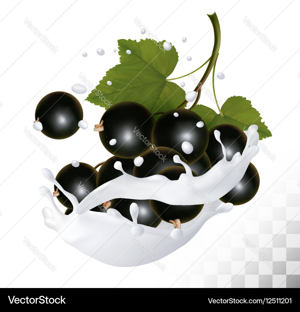 Blackcurrants in a milk splash on a transparent Vector Image