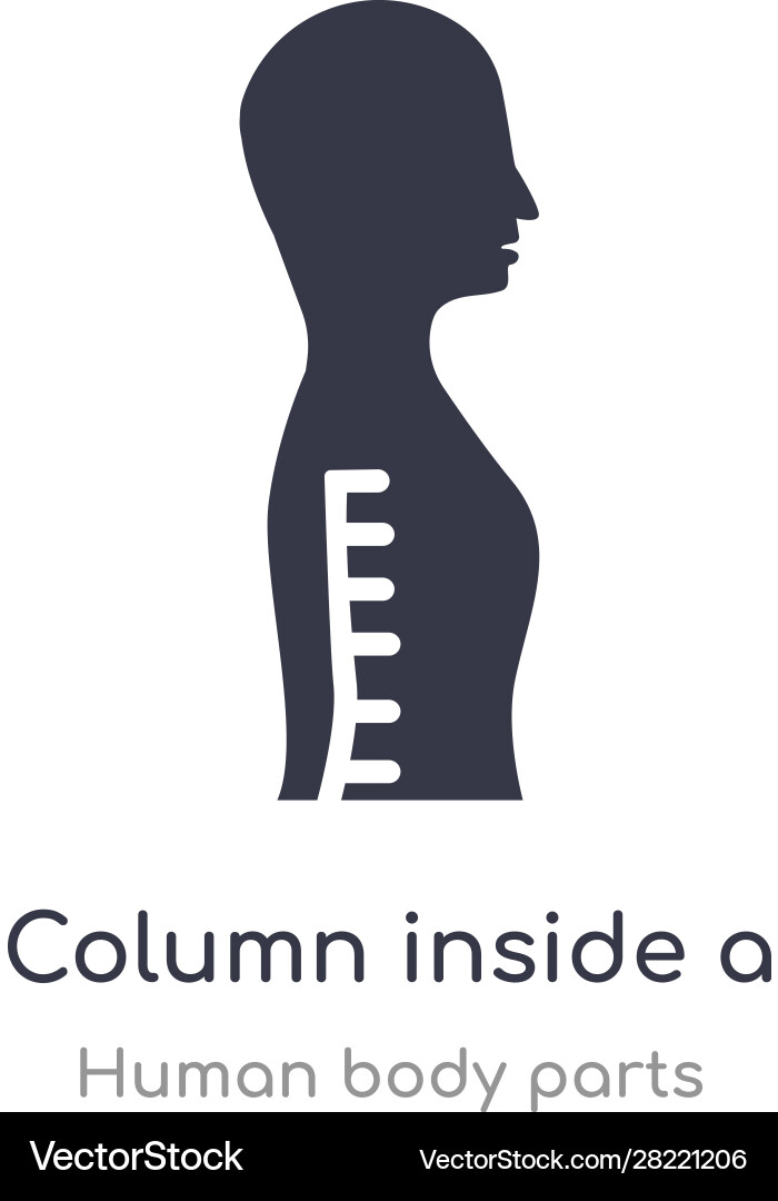 Column inside a male human body in side view Vector Image