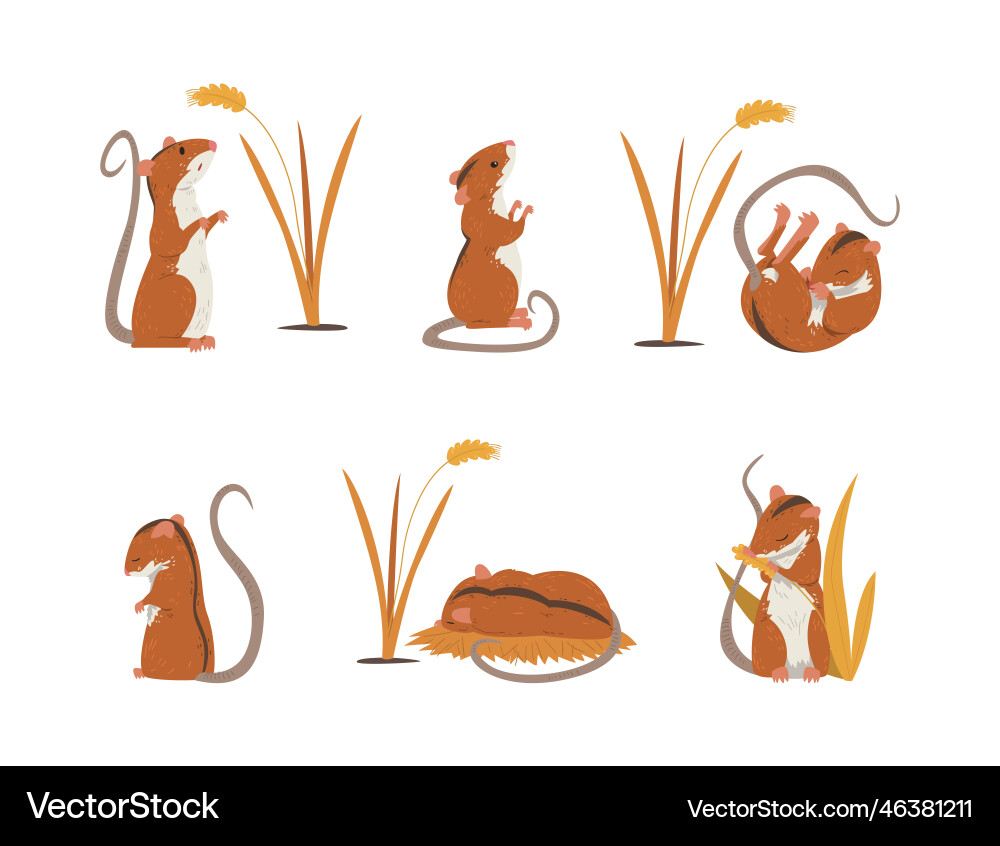 Field mouse as small rodent with long tail and Vector Image